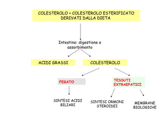 Digestione dei lipidi.Seconda parte | PPT