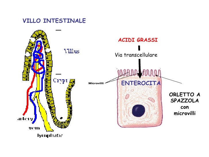 Digestione dei lipidi.Seconda parte