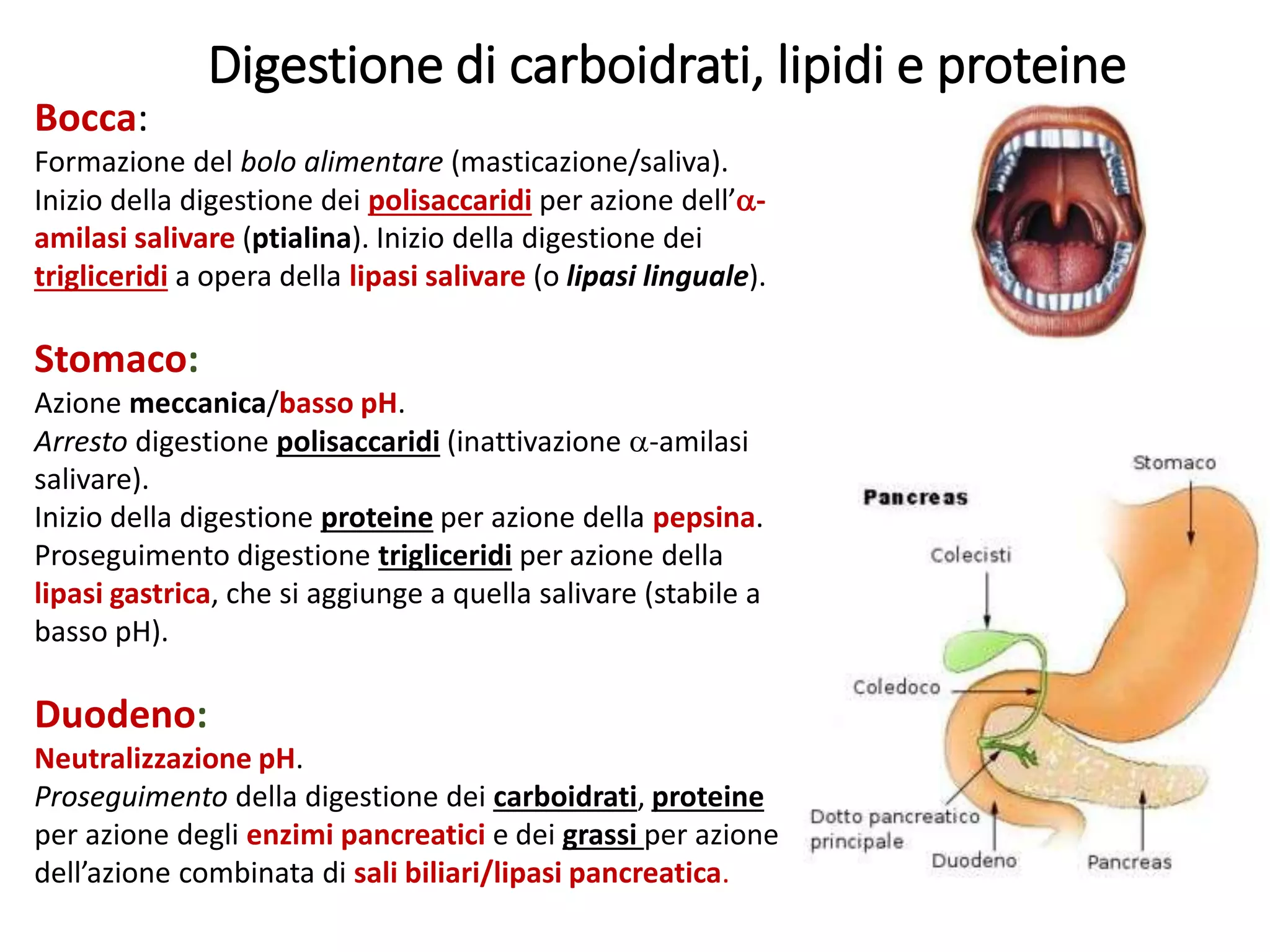 Digestione dei nutrienti e digestione dei carboidrati.pptx