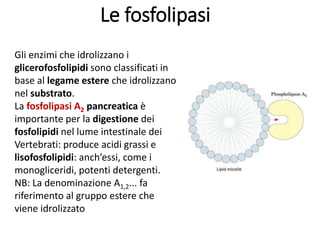 Digestione delle proteine e digestione dei grassi.pptx