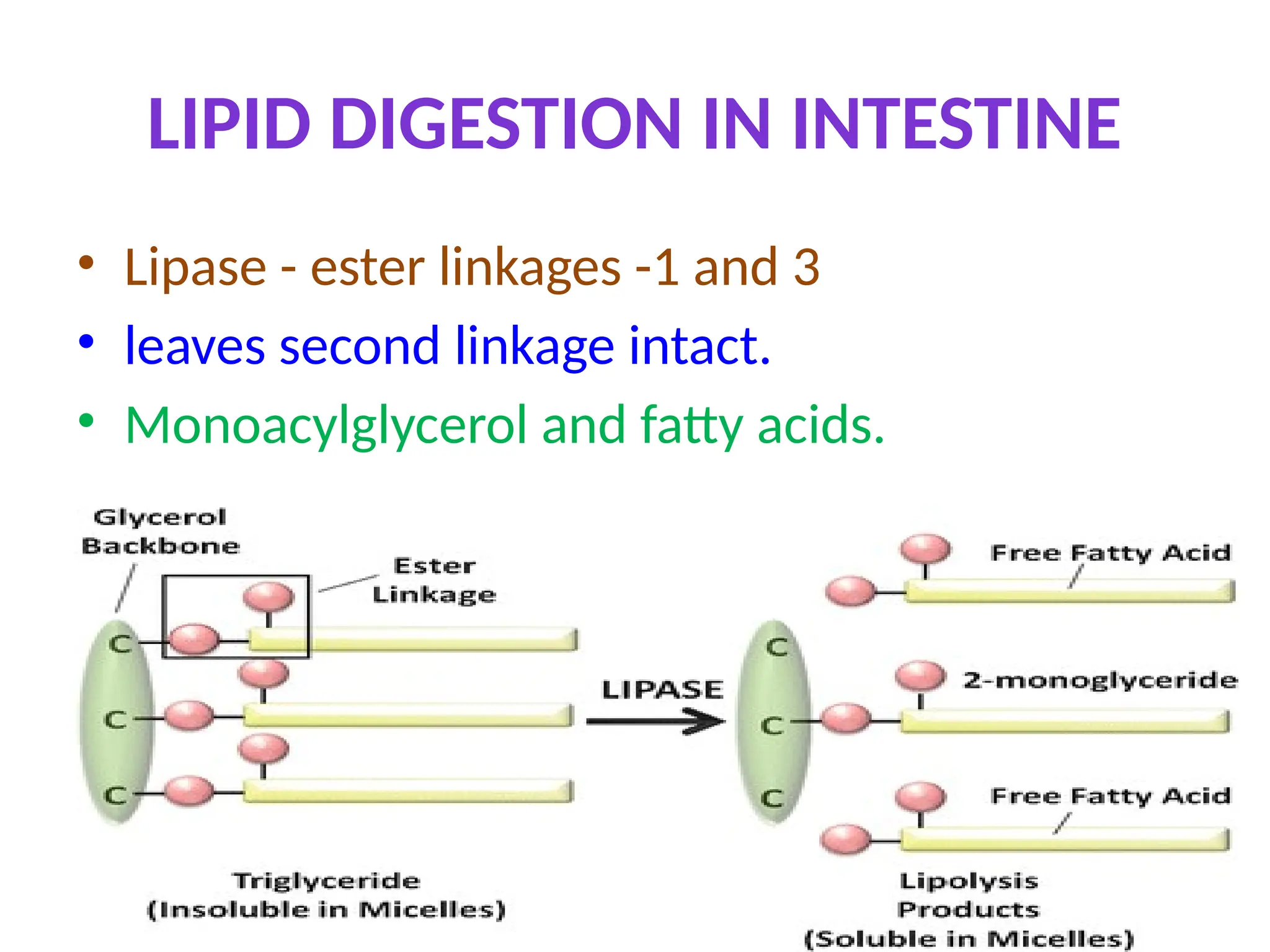 DIGESTION ,ABSORTION AND ASSIMILATION OF NUTRIENTS | PPTX