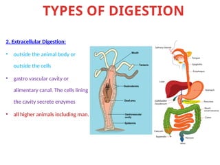 DIGESTION ,ABSORTION AND ASSIMILATION OF NUTRIENTS | PPTX