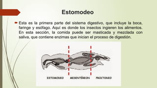 Digestión en insectos exposicion de la escuela | PPTX