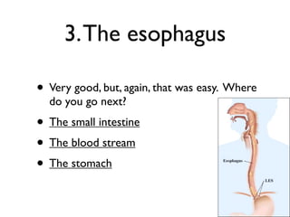 Digestion game | PPT | Free Download
