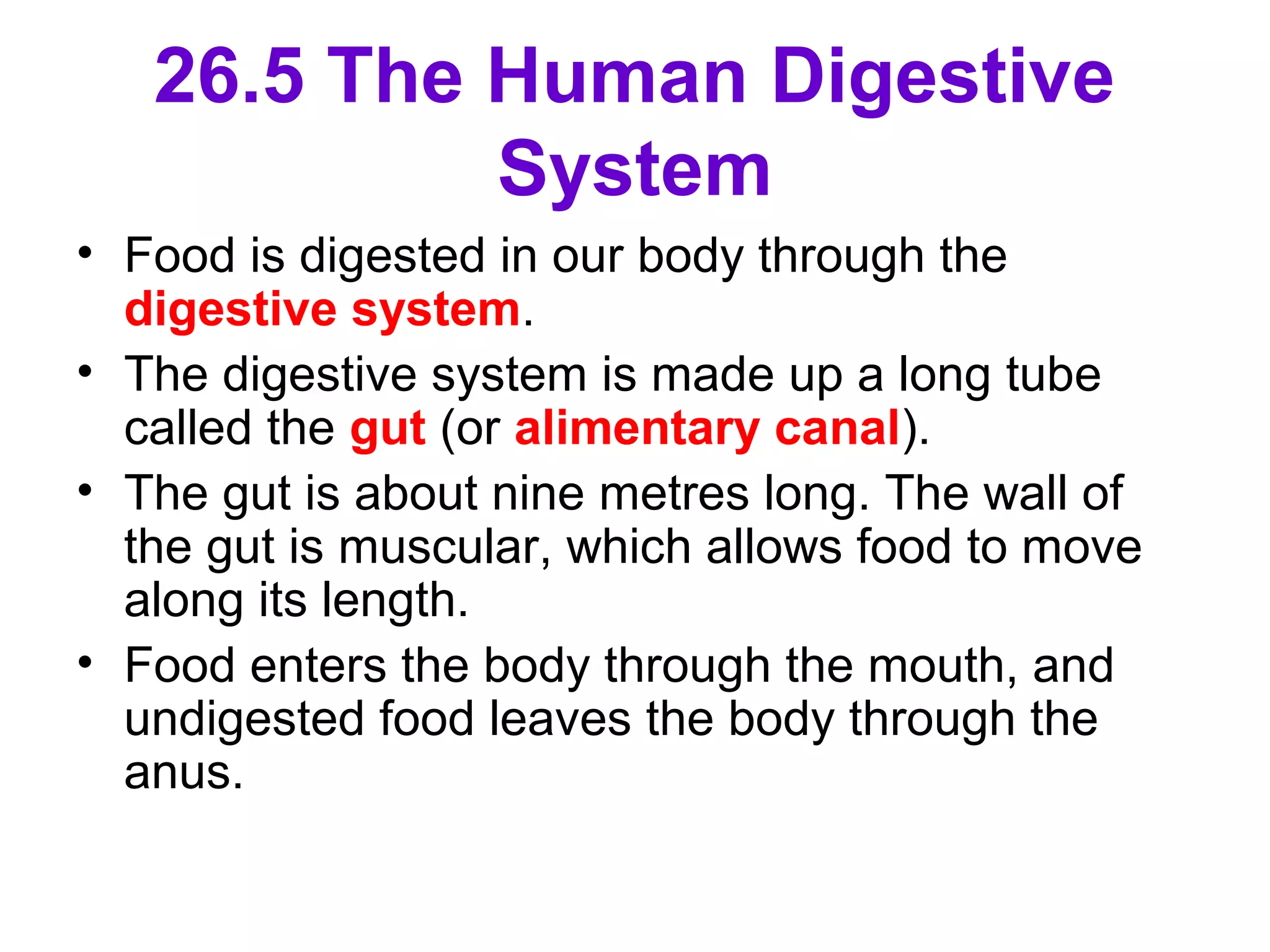 Digestion in Humans | PPT