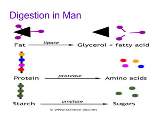 Digestion in Humans | PPT