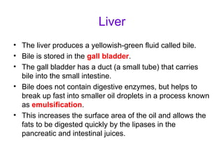 Digestion in Humans | PPT