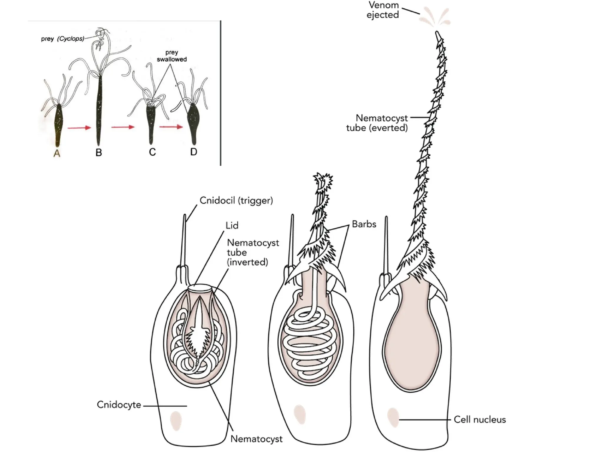 Digestion in Hydra and process of ingestion.pptx