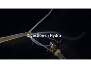 Digestion in Hydra and process of ingestion.pptx