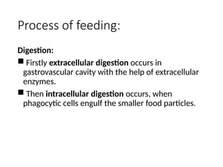 Digestion in Hydra and process of ingestion.pptx