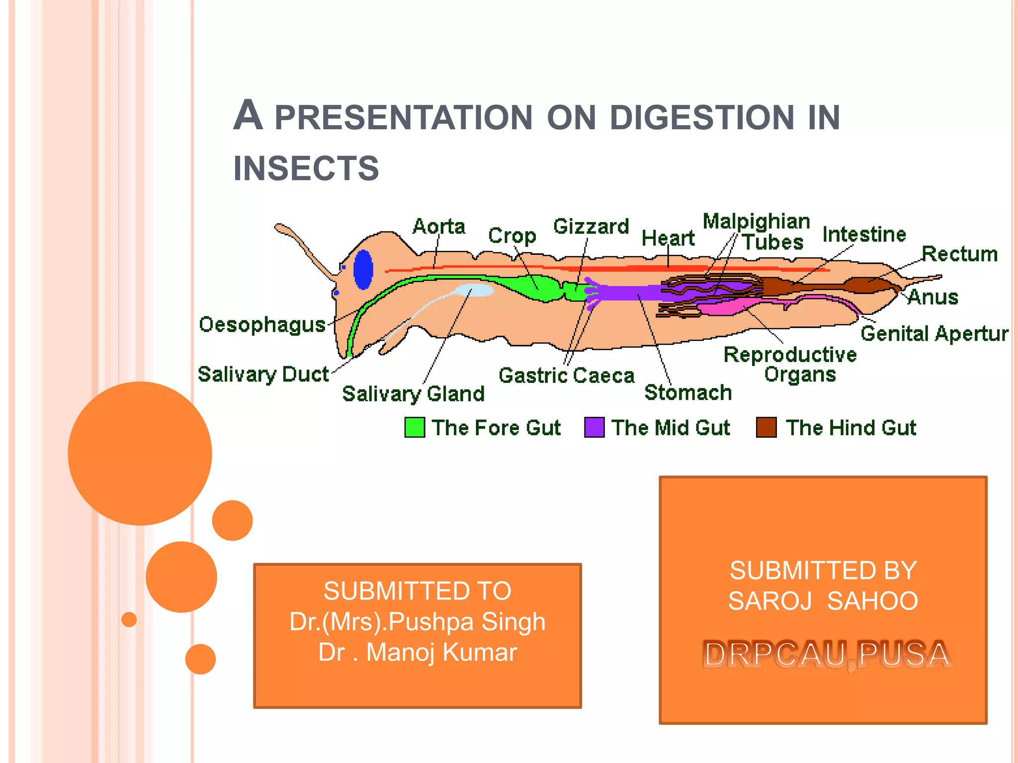 Digestion in insect | PPTX
