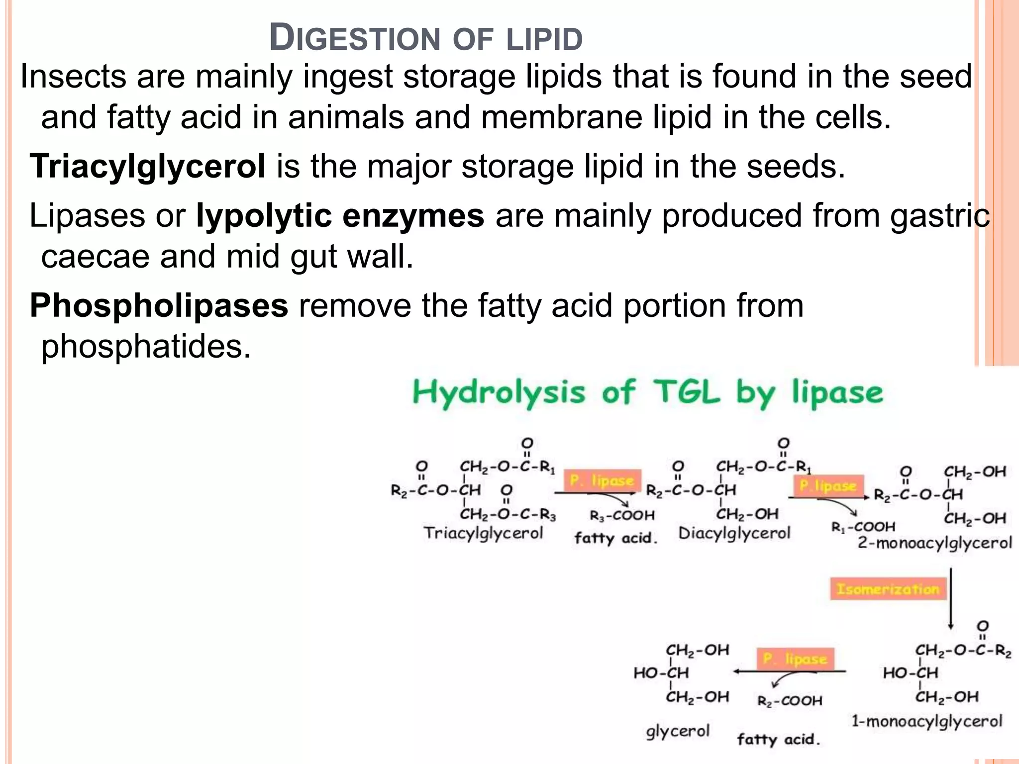 Digestion in insect | PPTX