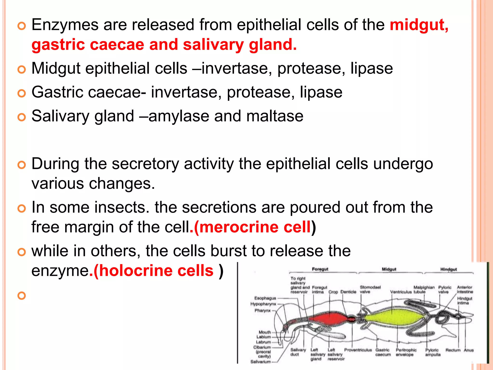 Digestion in insect | PPTX