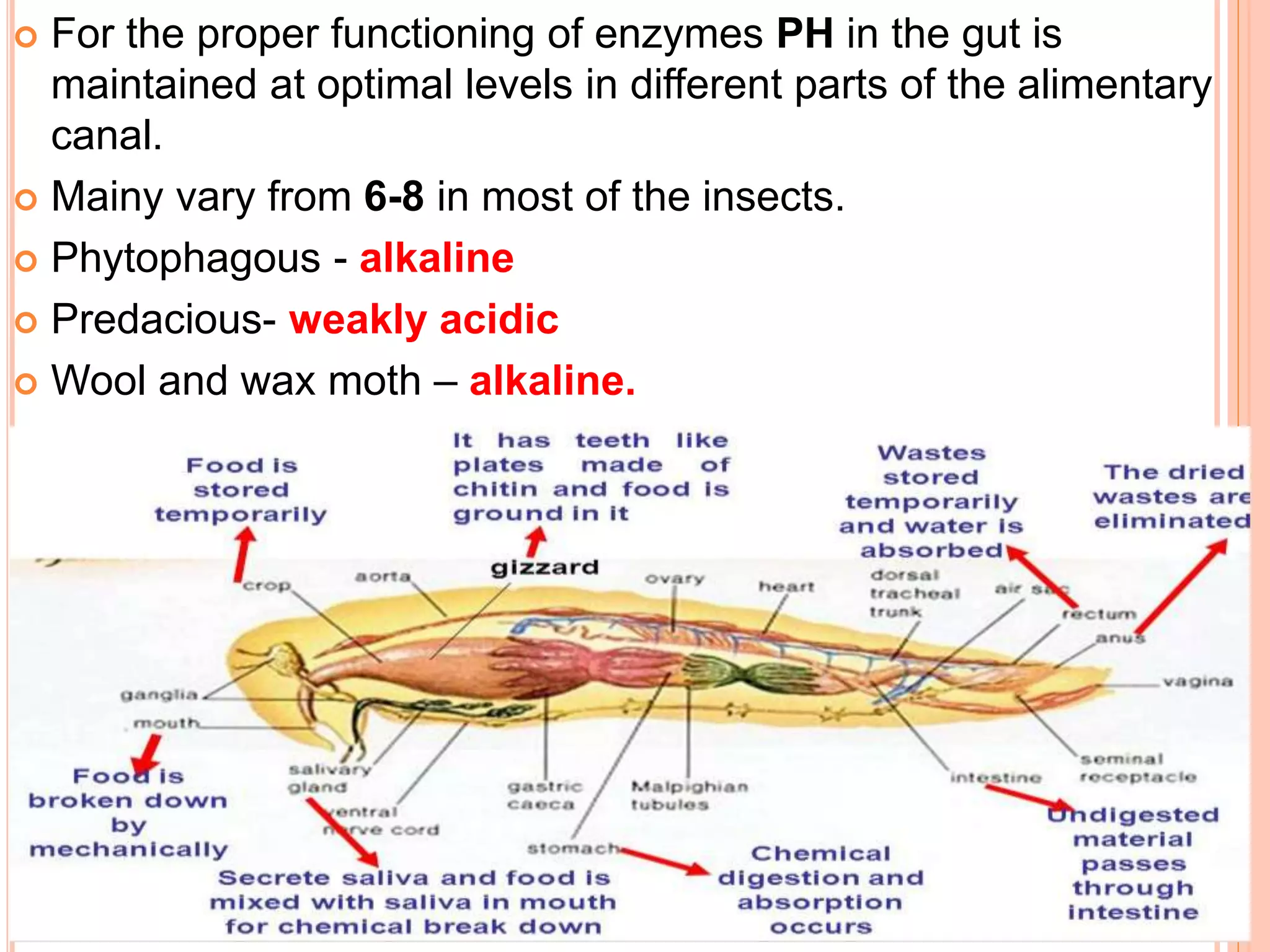 Digestion in insect | PPTX