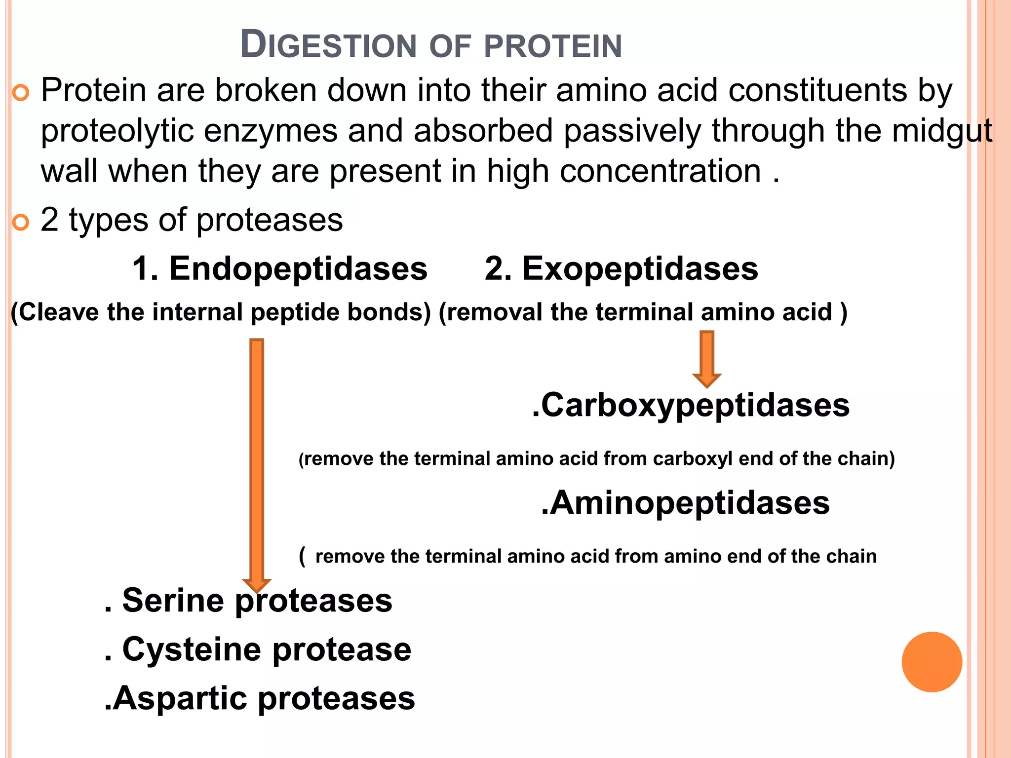 Digestion in insect | PPTX