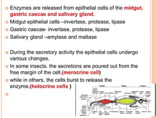 Digestion in insect | PPTX