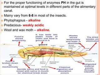 Digestion in insect | PPTX