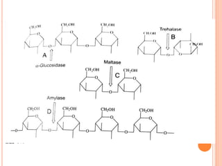 Digestion in insect | PPTX