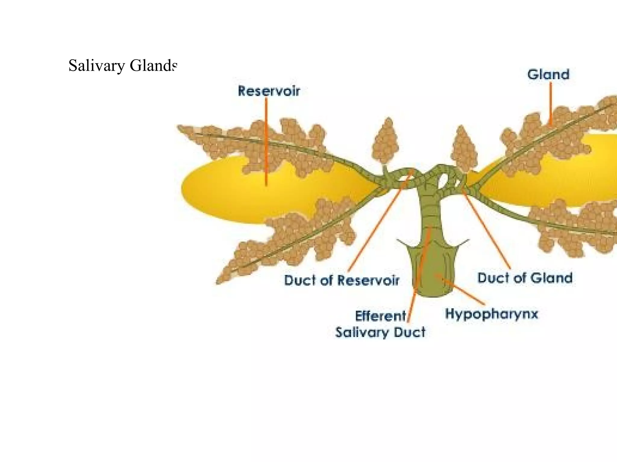 Digestion in insects | PPT