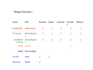 Digestion in insects | PPT