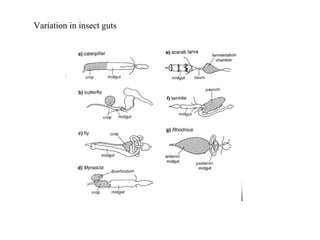 Digestion in insects | PPT