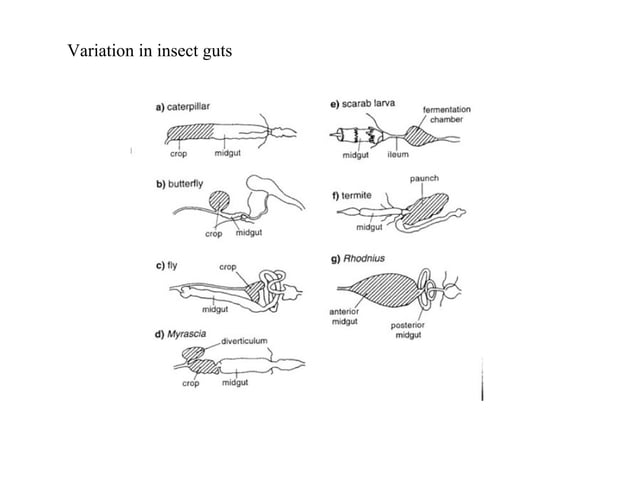 Digestion in insects | PPT