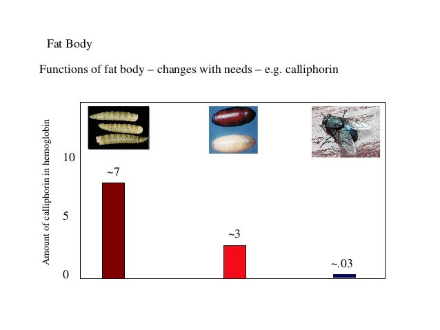 Digestion in insects