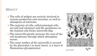 Digestive system of insect and it's physiology.pdf