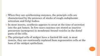 Digestive system of insect and it's physiology.pdf