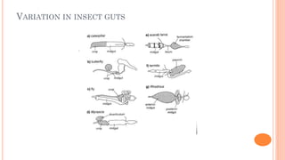 Digestive system of insect and it's physiology.pdf