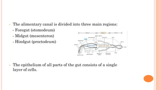 Digestive system of insect and it's physiology.pdf