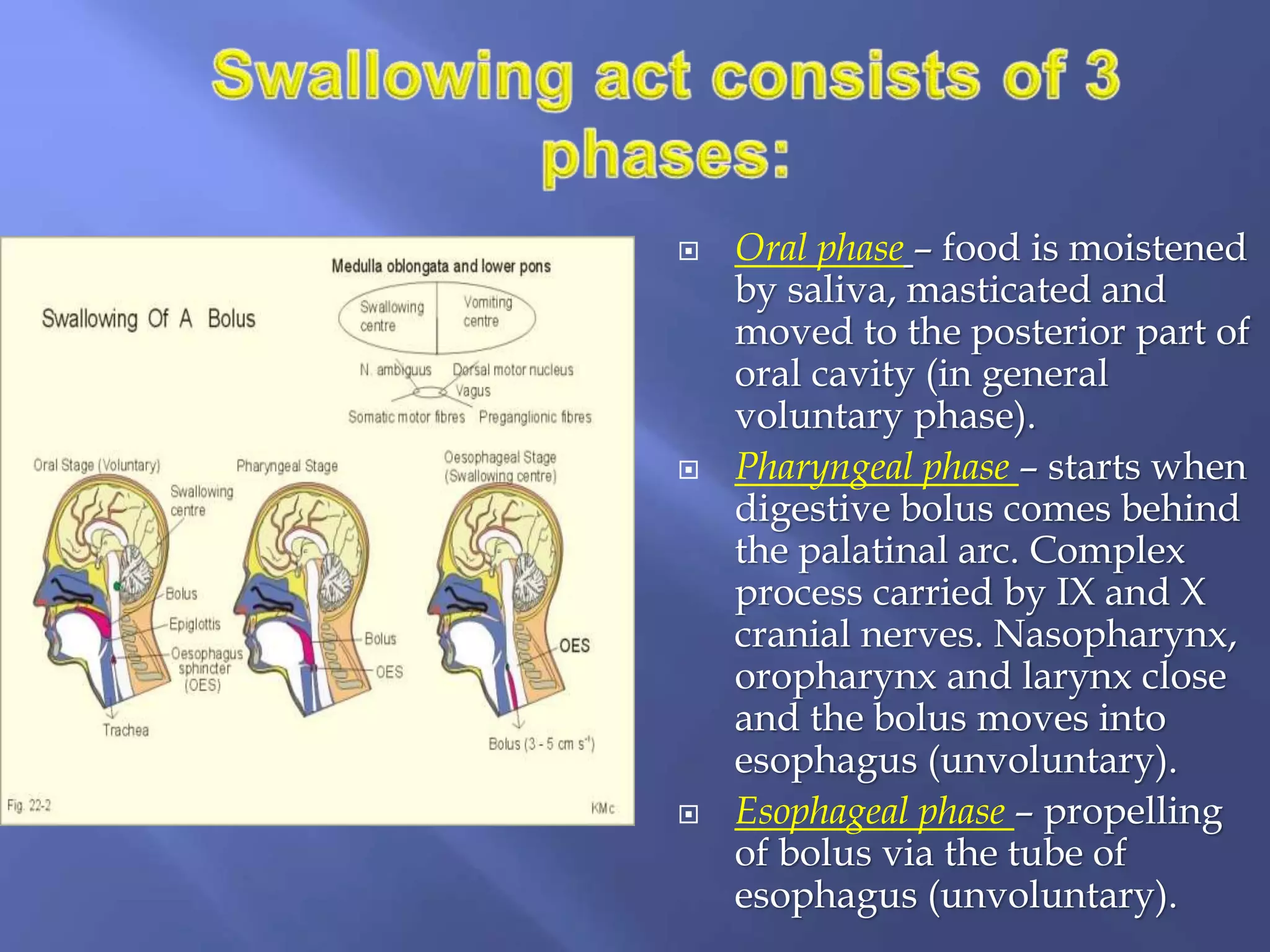 Digestion in oral cavity and stomach (Physiology).ppt