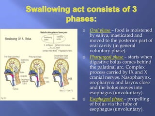 Digestion in oral cavity and stomach (Physiology).ppt