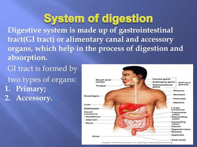 Digestion in oral cavity and stomach (Physiology).ppt | Digestive ...