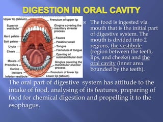 Digestion in oral cavity and stomach (Physiology).ppt