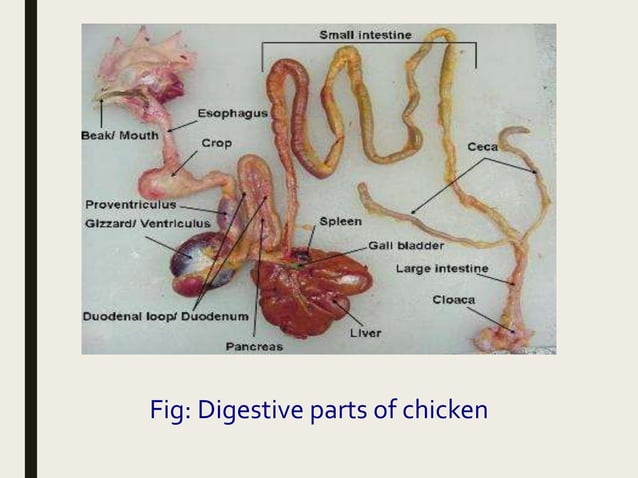 Digestion in poultry birds | PPTX | Chemistry | Science