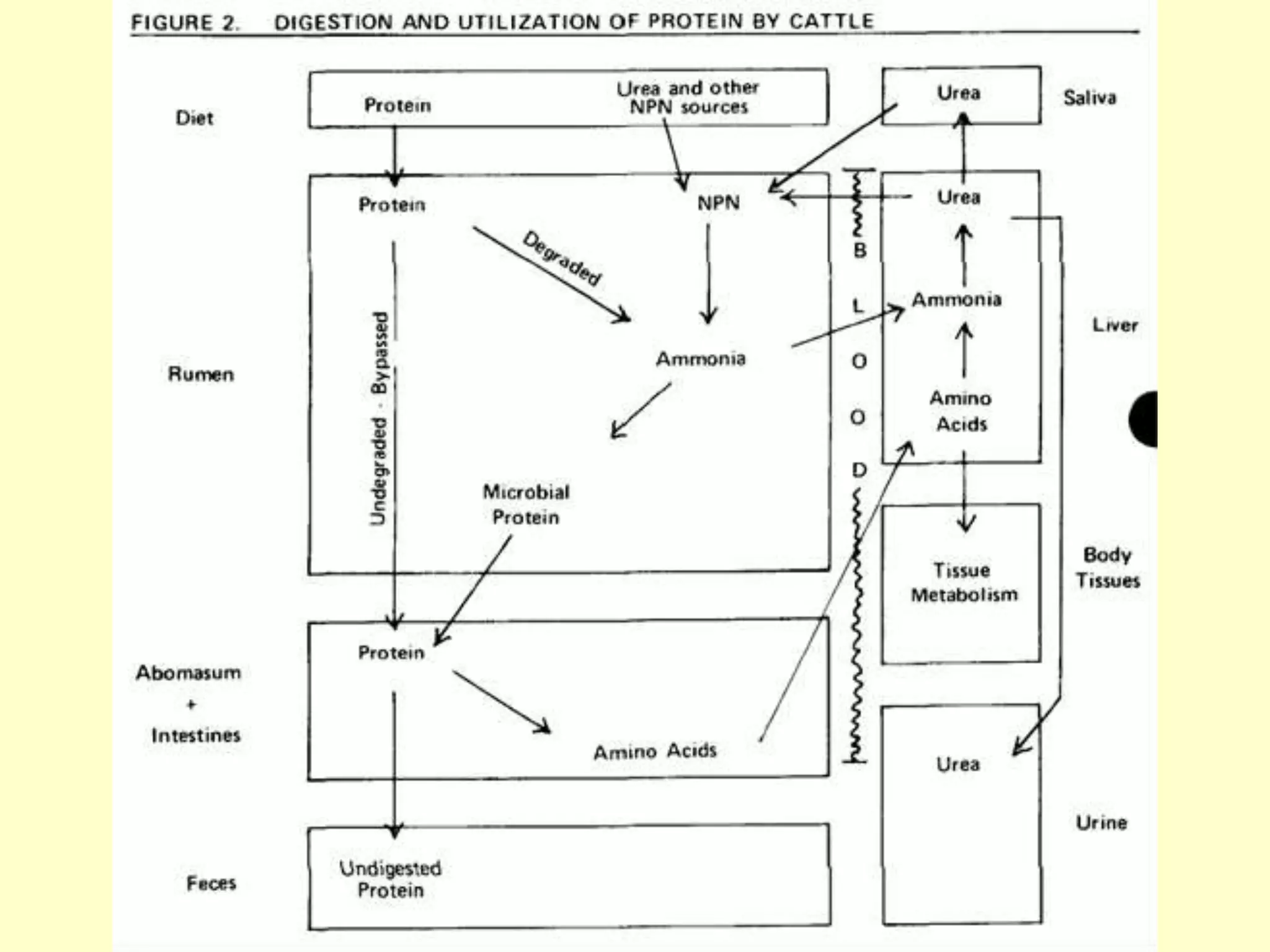 Digestion in Ruminants | PPTX