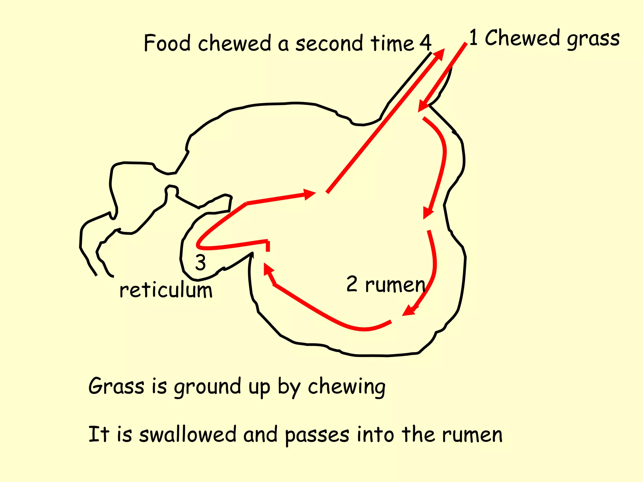 Digestion in Ruminants | PPTX