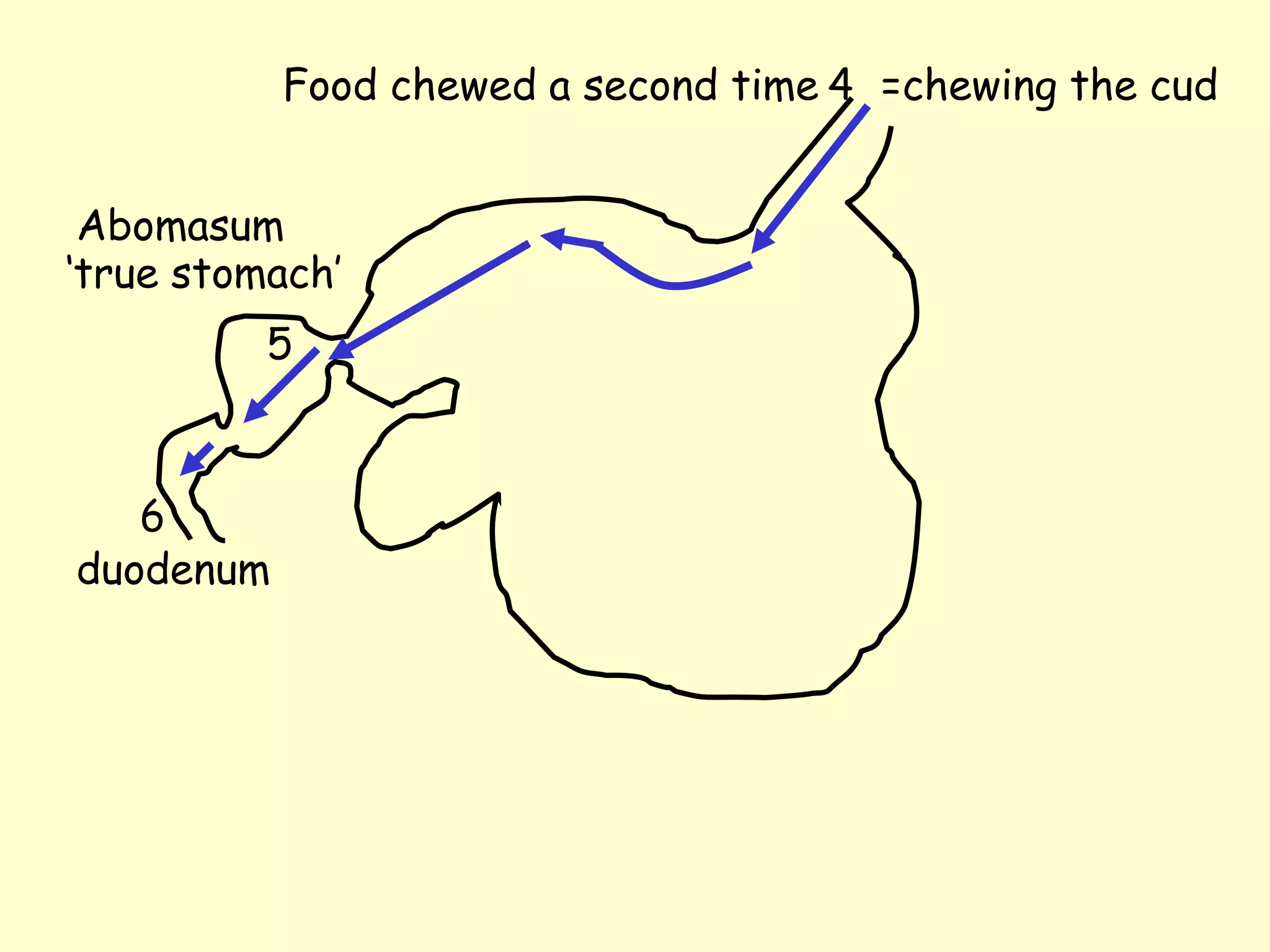 Digestion in Ruminants | PPTX