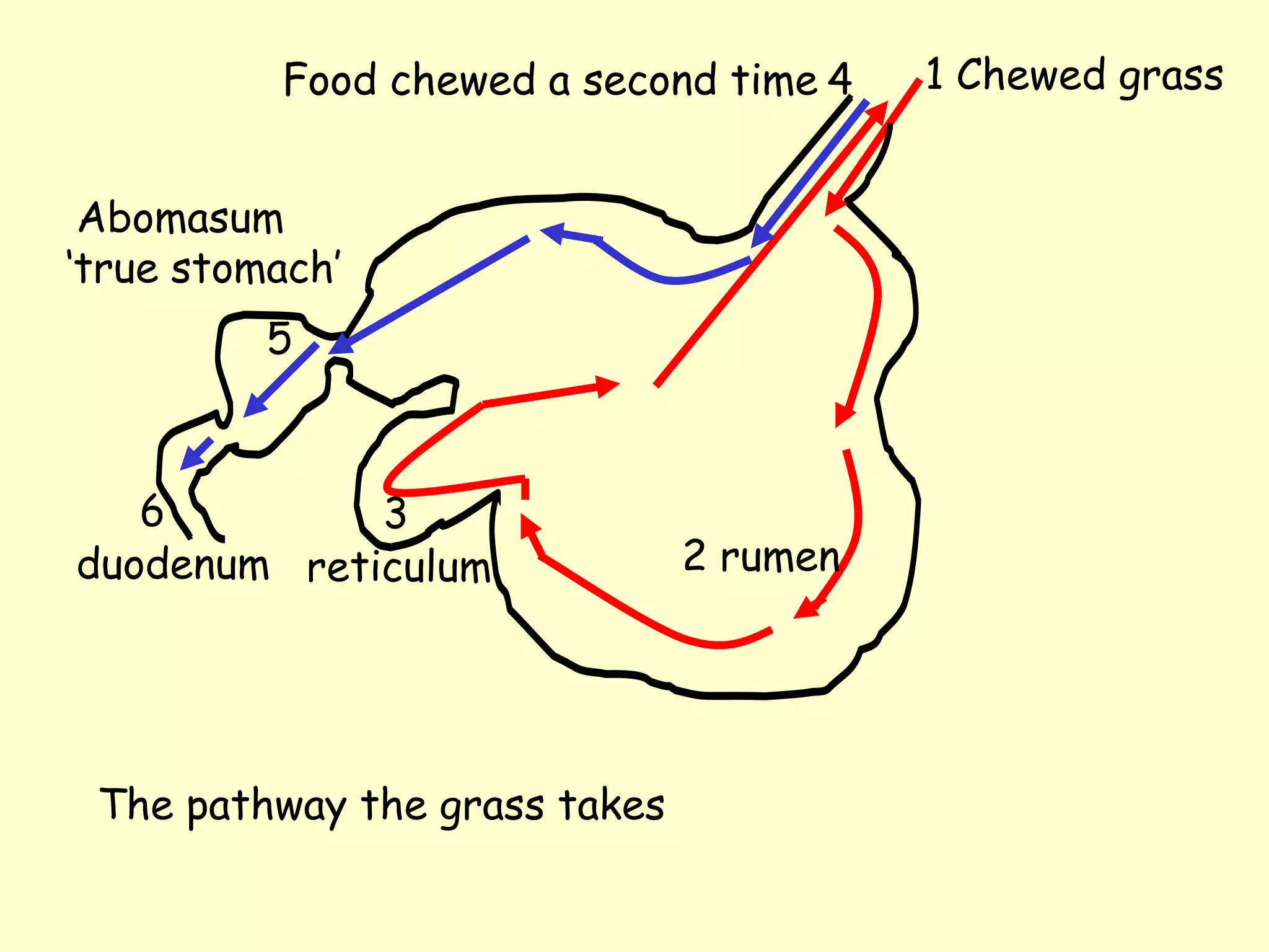 Digestion in Ruminants | PPTX