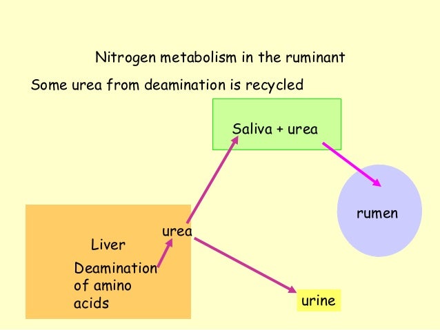 Digestion in Ruminants