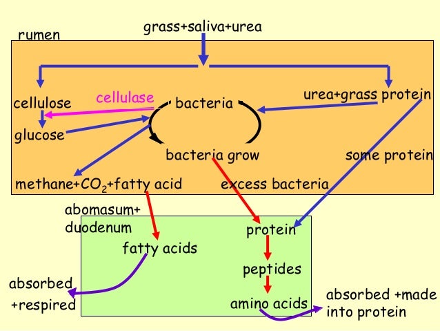 Digestion in Ruminants