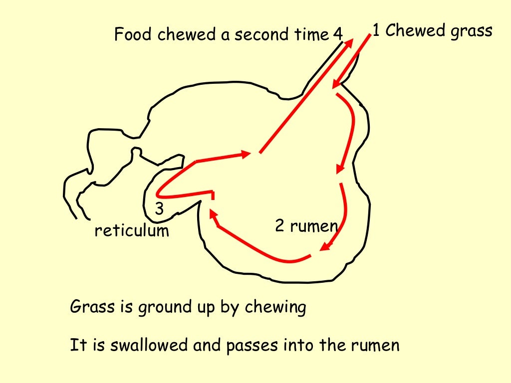 Digestion in Ruminants