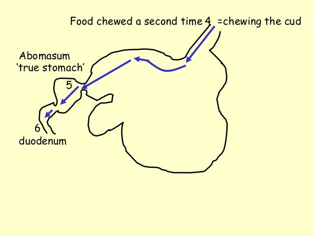 Digestion in Ruminants