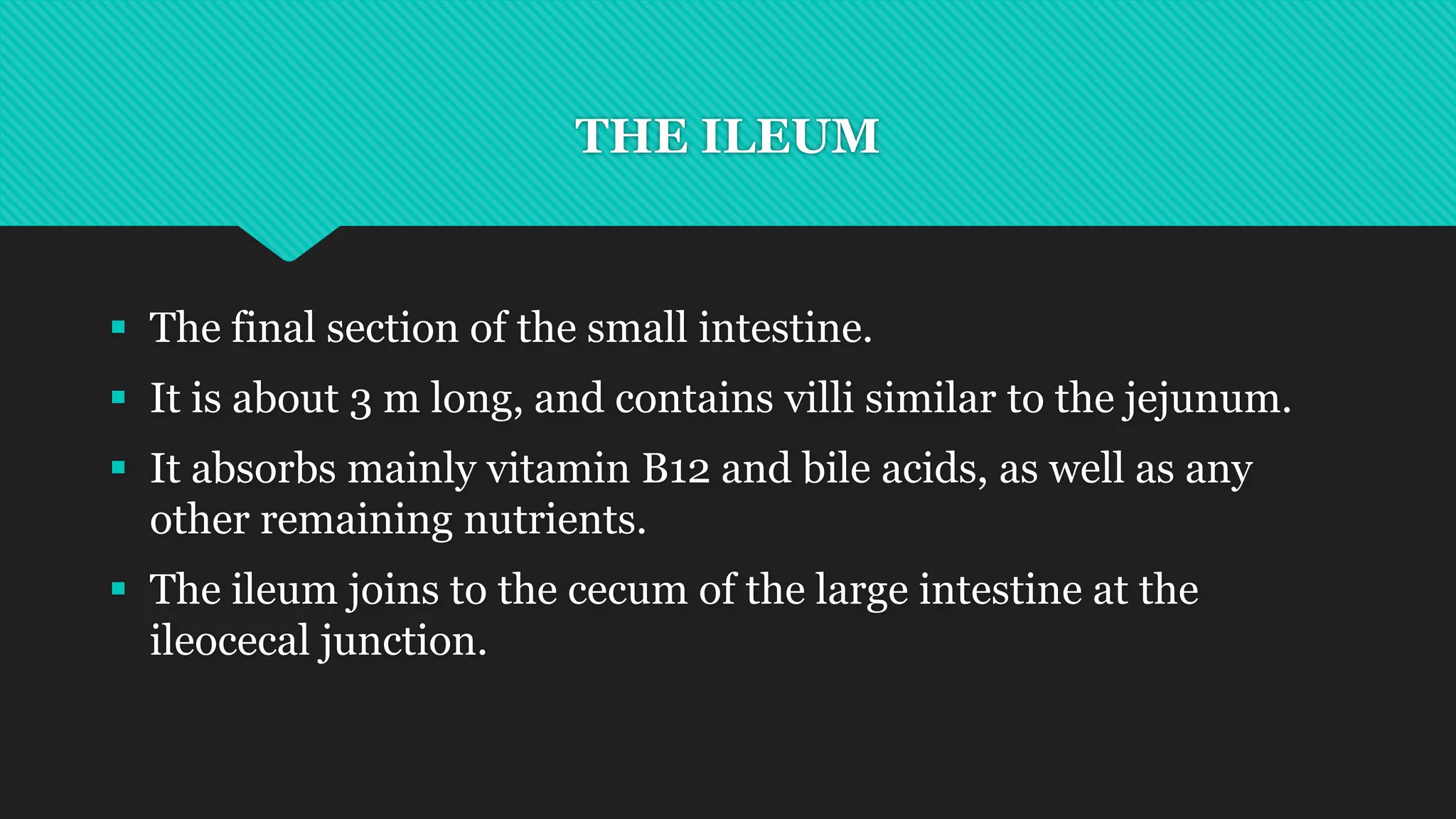 Digestion in the small and large intestine.pptx
