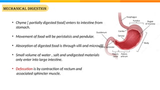 chemical digestion in our body with enzymatic activity.pptx