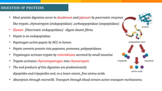 chemical digestion in our body with enzymatic activity.pptx