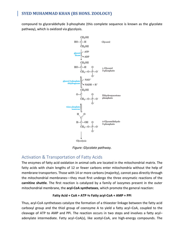 Digestion, Mobilization & Transport of Fats | PDF | Chemistry | Science