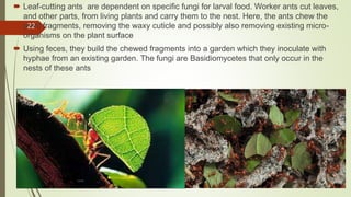 Digestion of artificial and natural diets by insects | PPTX