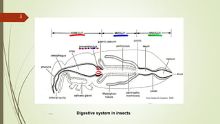 Digestion of artificial and natural diets by insects | PPTX